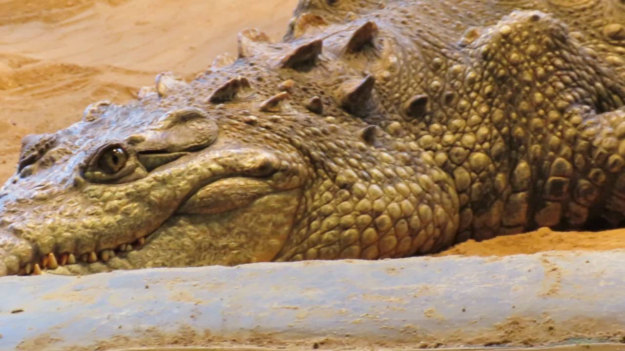 American Crocodile has Amazing Scutes Reptile Lagoon South of the ...
