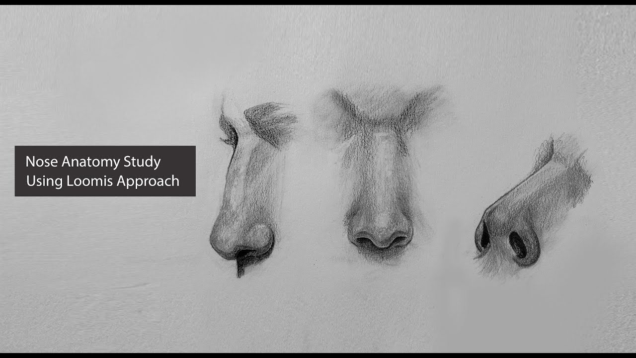 How to draw a nose for beginners | Loomis Method Pencil Sketch - YouTube