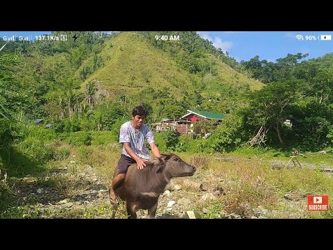 Riding Small Carabao | Sumakay sa Maliit na kalabaw - YouTube
