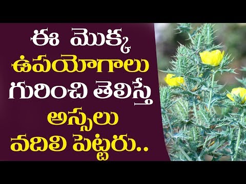 పిచ్చికుసుమ ఉపయోగాలు ||pichi kusuma beauty tips||argemone mexicana in telugu