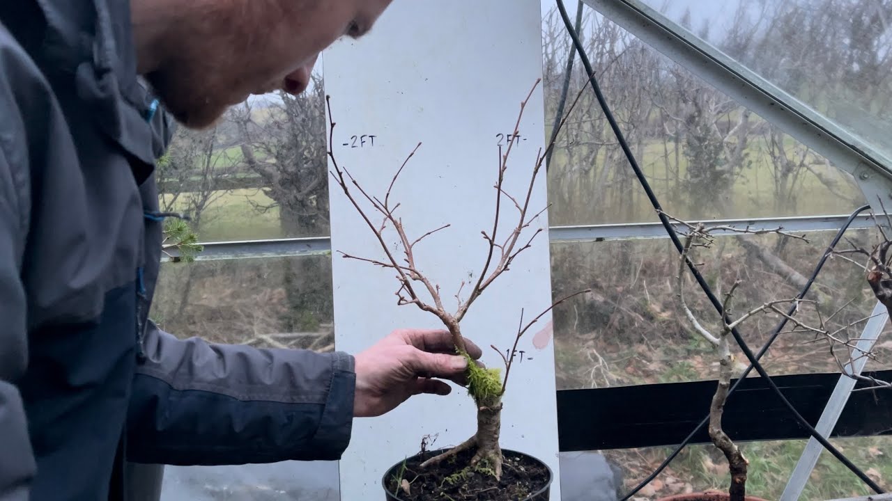 Pruning some of my pre-Bonsai Trees | Field maple, Willow & Hazelnut ...