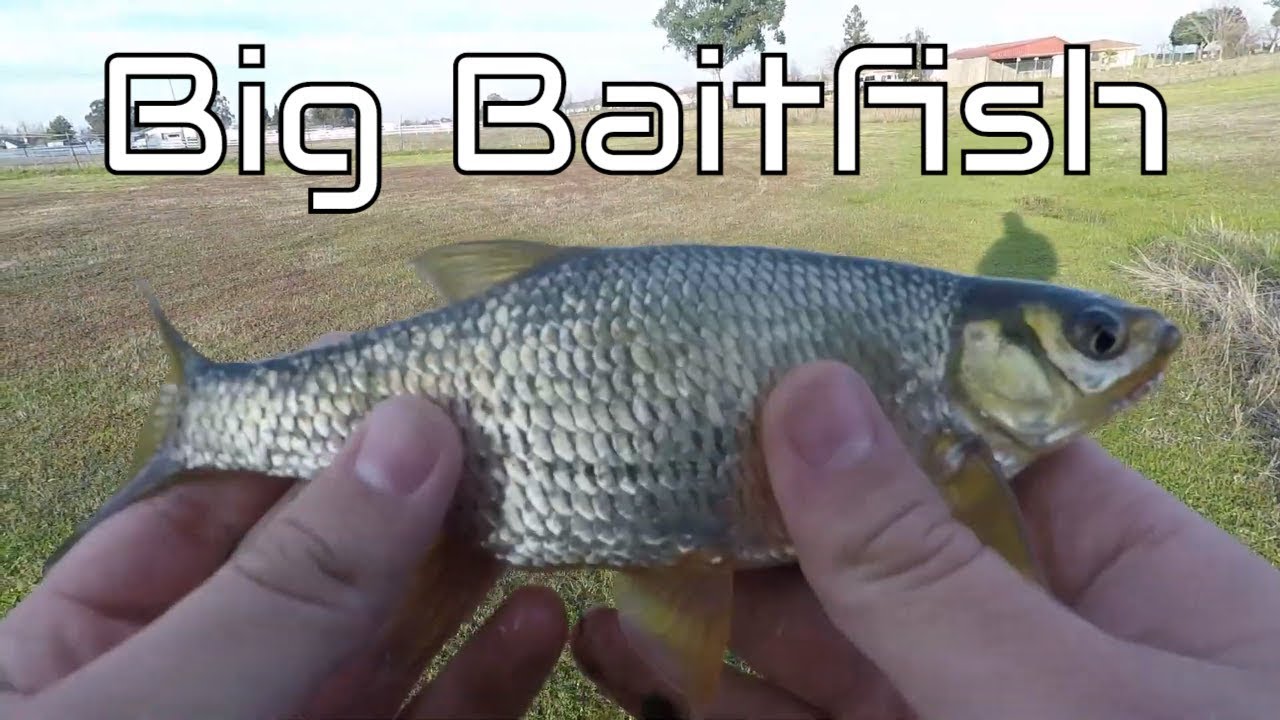 How To Catch A Golden Shiner And All Bait Fish - YouTube