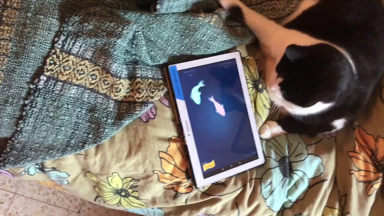 Cat playing with tablet - YouTube