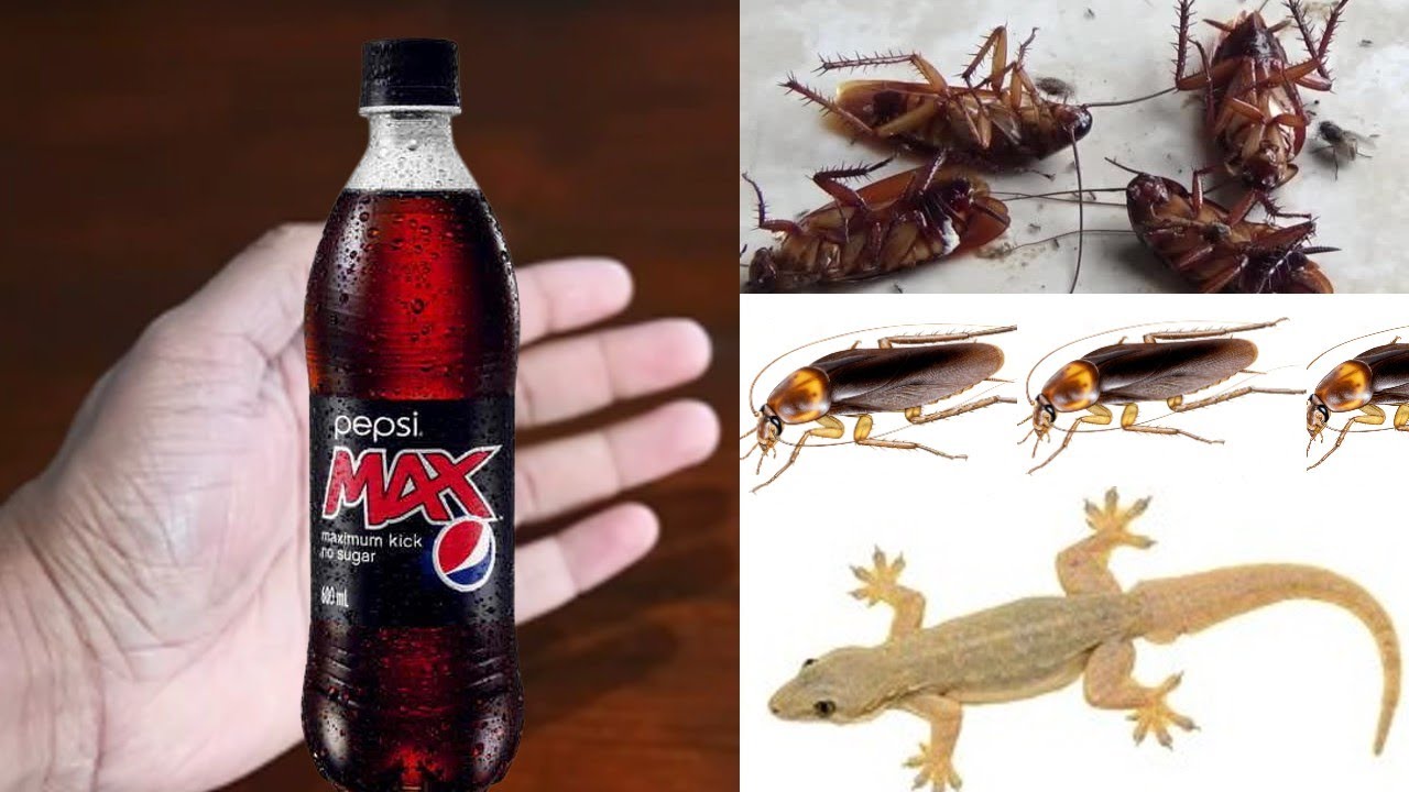 PEPSI MAGIC ||Get Red Off Cockroach, Lizard, Home Fly || Just 3 ...