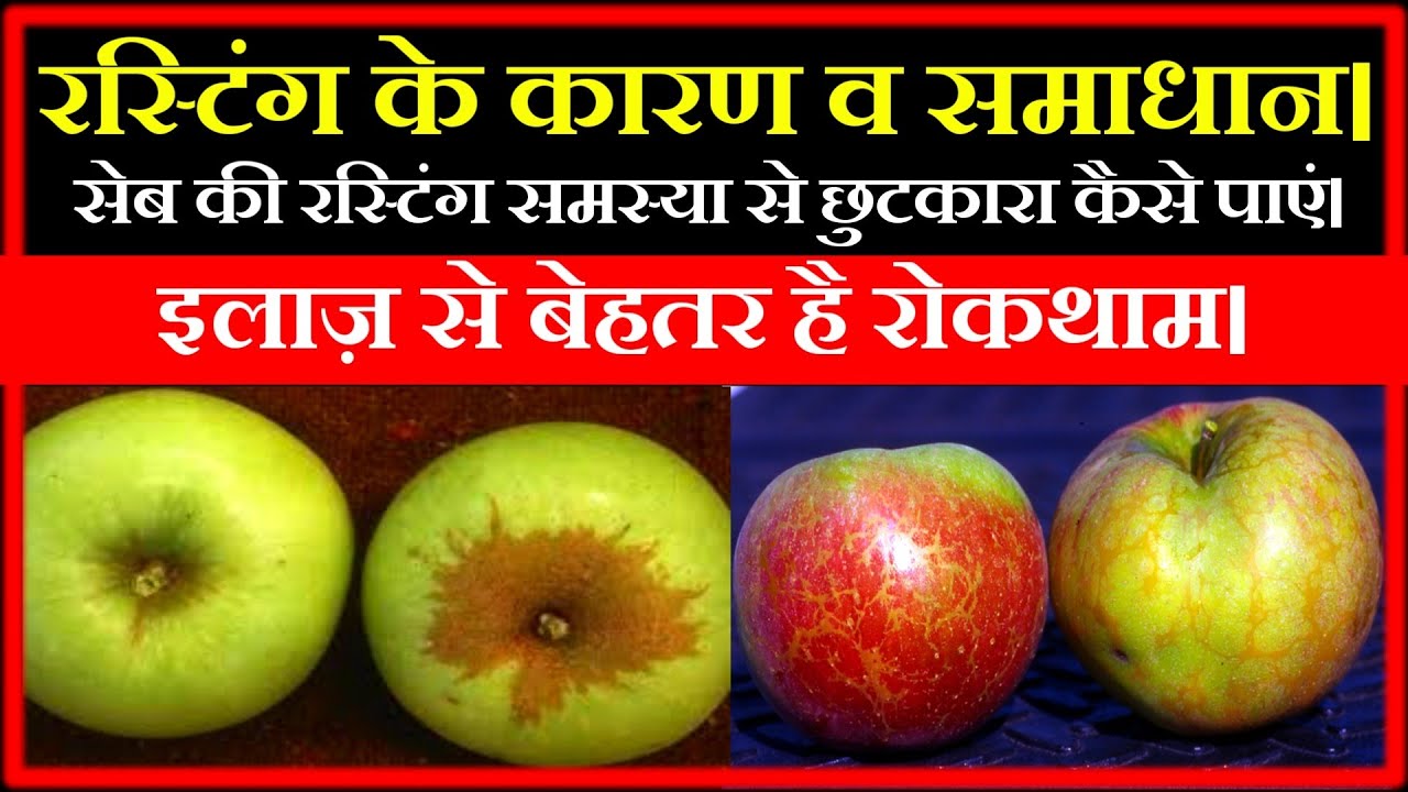 Apple Russeting|Apple Russeting Treatment and Solutions 2023 - YouTube