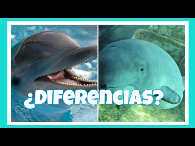 Diferencia entre tonina y delfín【SOLUCIÓN】