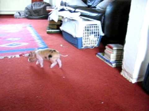Sticky the Runt Piglet Aged 16 days - YouTube