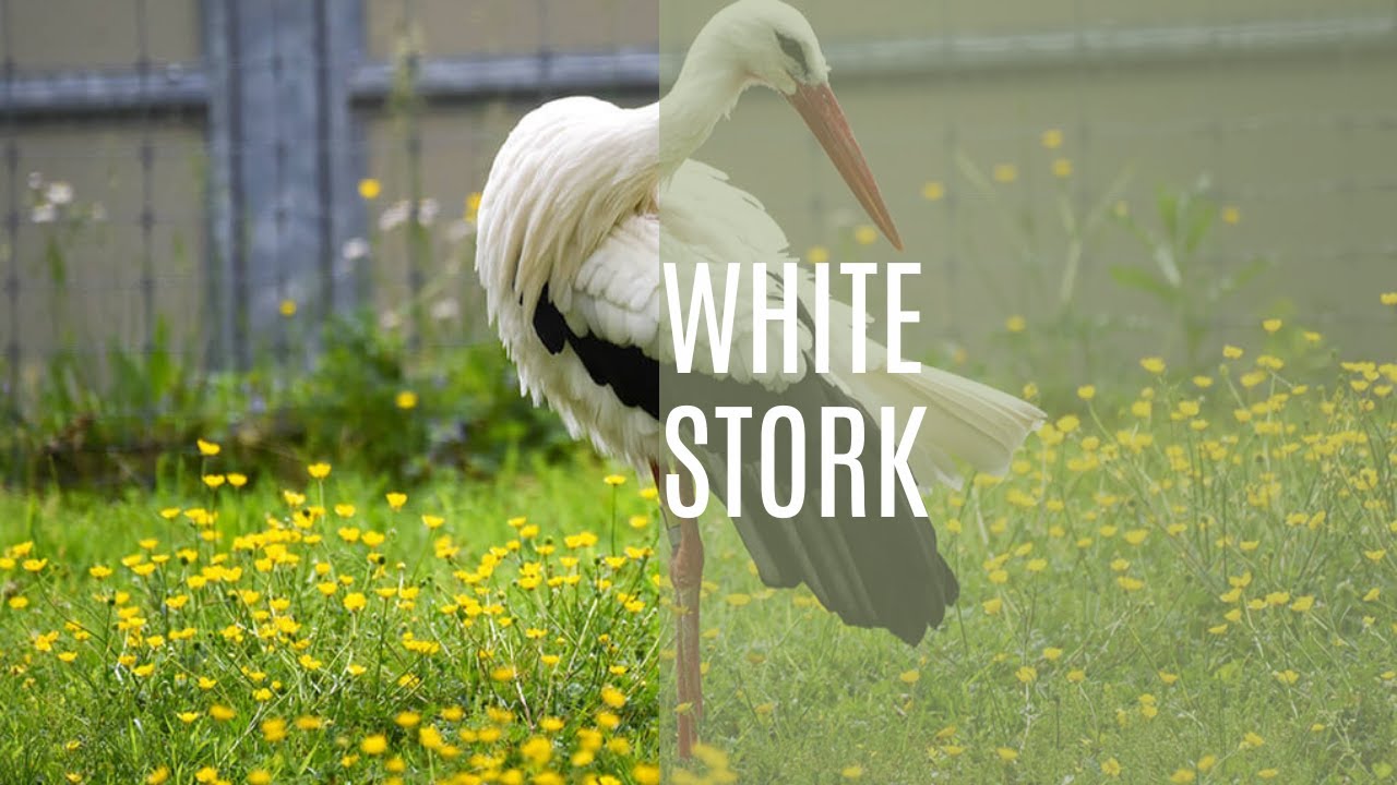 Majestic Echoes: The White Stork's Harmonious Calls | Sounds of Nature ...