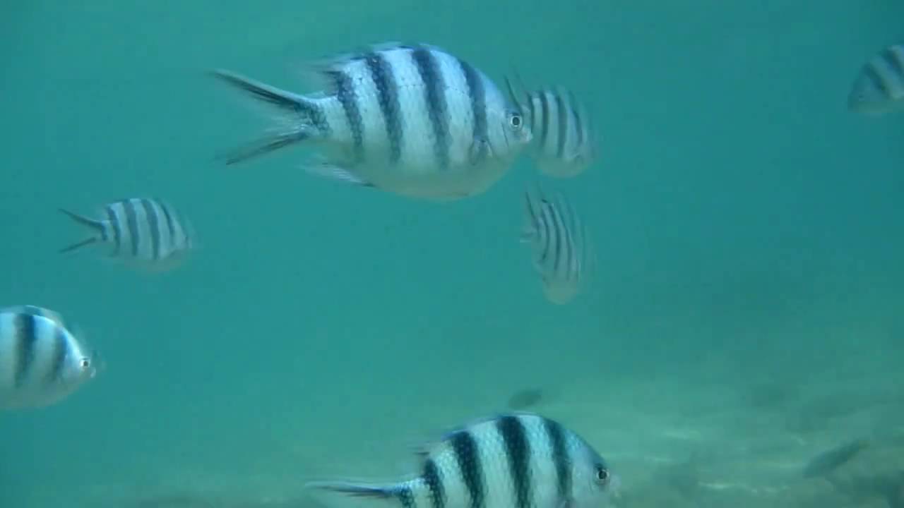 Finding Nemo in Malaysia Sabah 馬來西亞沙巴海底總動員 - YouTube