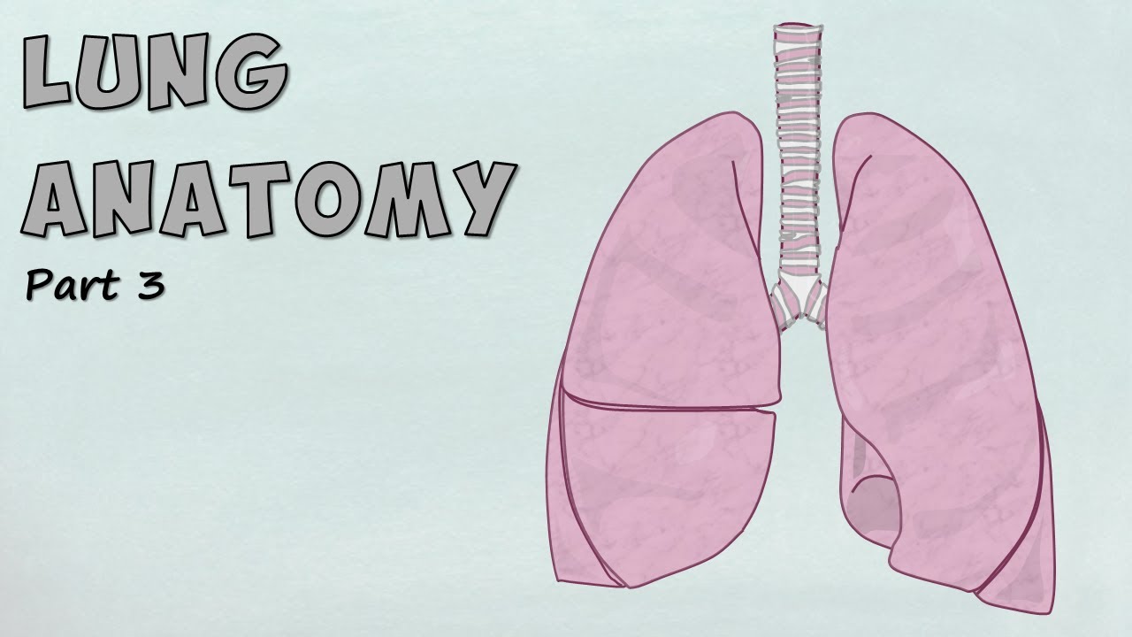 Lung Anatomy Overview | Lobes, Surfaces & Borders Simplified (Lung ...