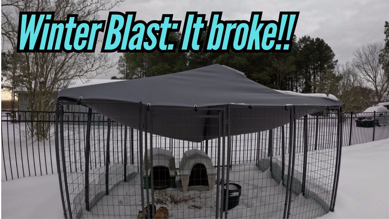 Pig Pen Disaster in the Winter Storm | What We Learned - YouTube