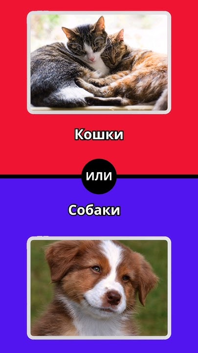 Кошки или собаки? - YouTube