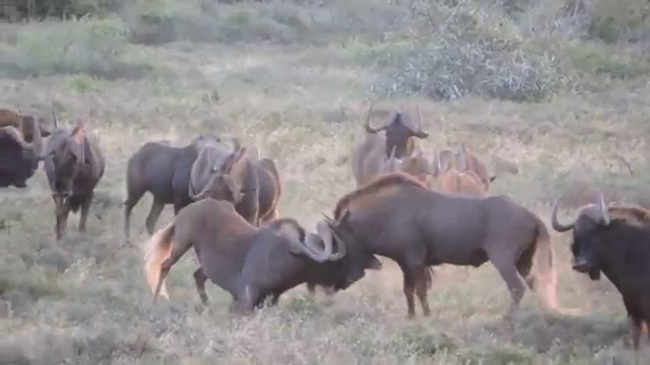 Black Wildebeest Vs Blue Wildebeest