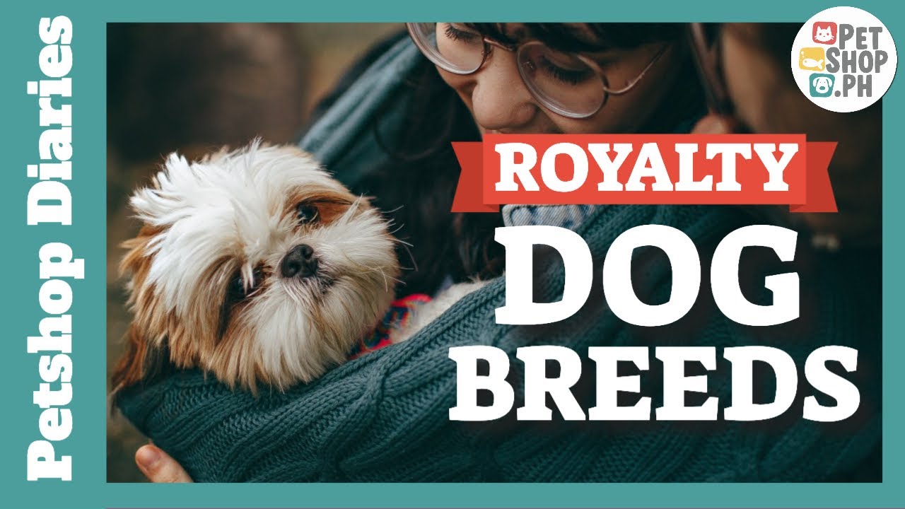 Royalty Dog Breeds | Dog Breeds That Are Royalty | Petshop.PH - YouTube