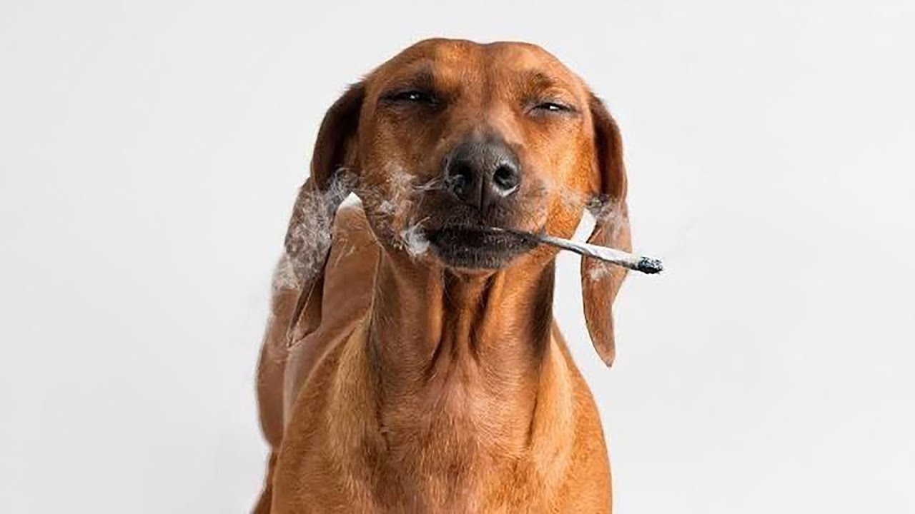 [FREE] 800pts x ian x goofy type beat - "sn00p d0g" - YouTube