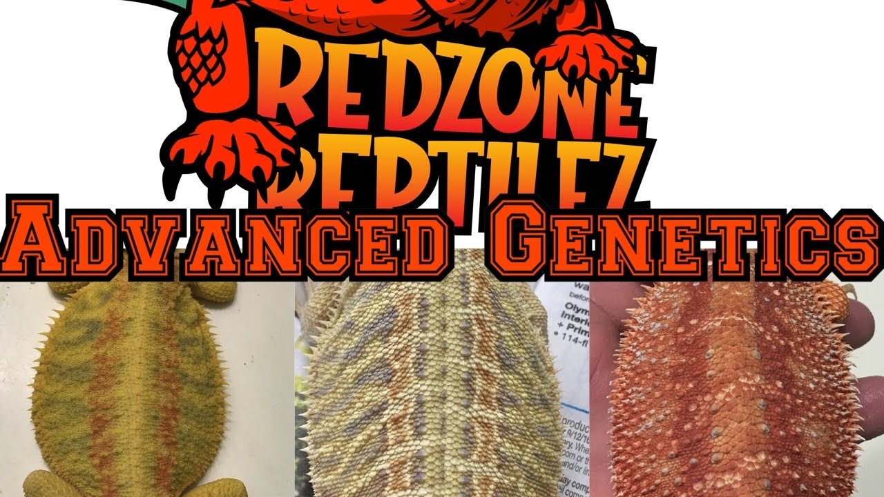 In depth about bearded dragon genetics! Learning about what you are ...