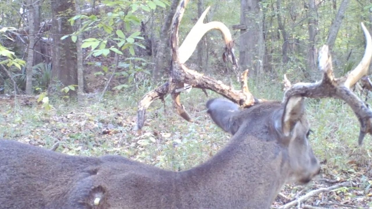 Bullwinkle Shot in the Antler - YouTube