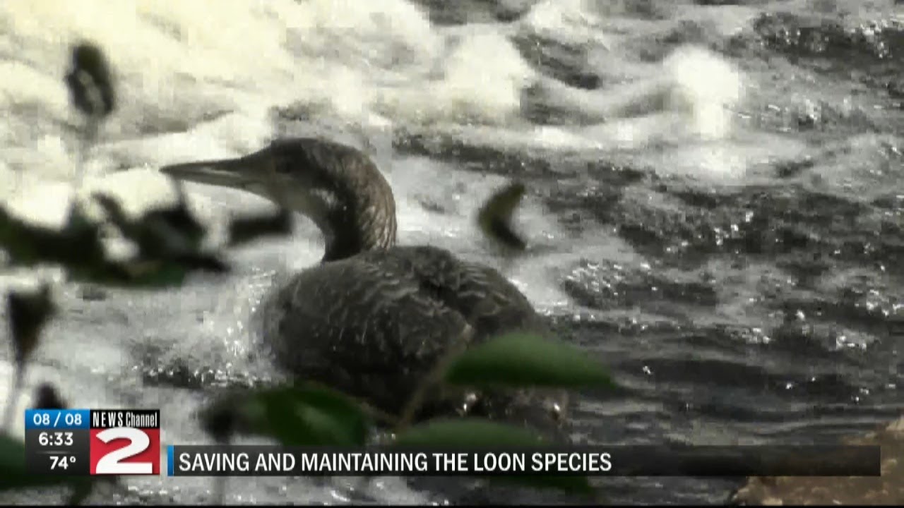 Agencies band together to save loon in Forestport - YouTube