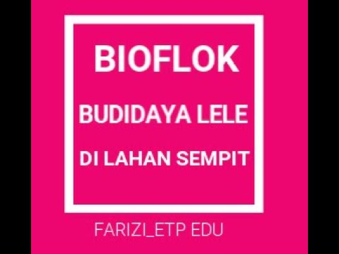 TERNAK IKAN LELE BIOFLOK DI LAHAN TERBATAS UNTUK PEMULA // CEPAT PANEN ...