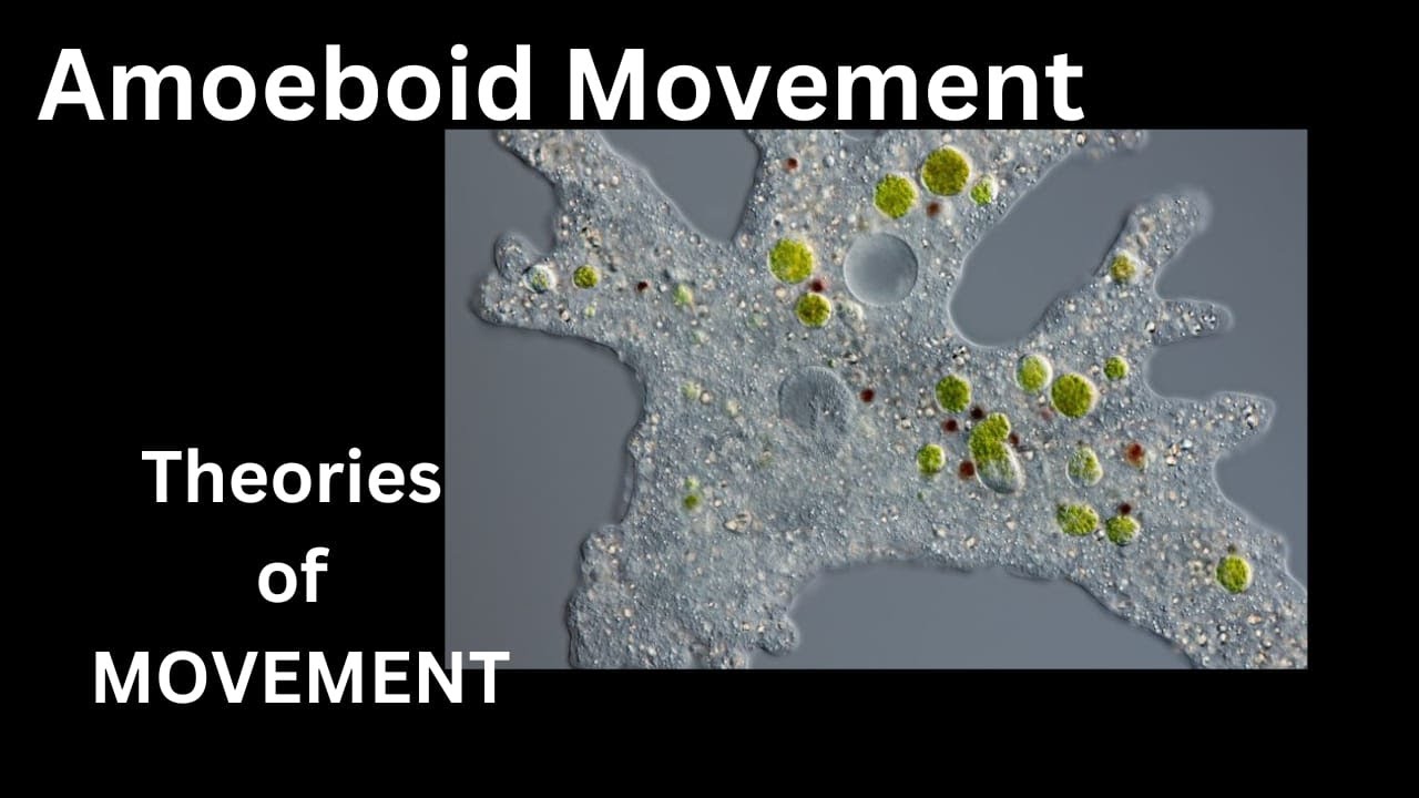Amoeboid Movements - YouTube