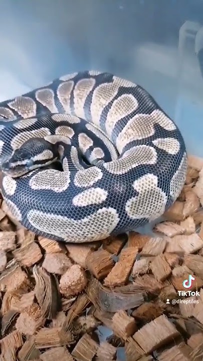 Ball python deep in shed 👀👀 #ballpython #reptiles #python #snake ...