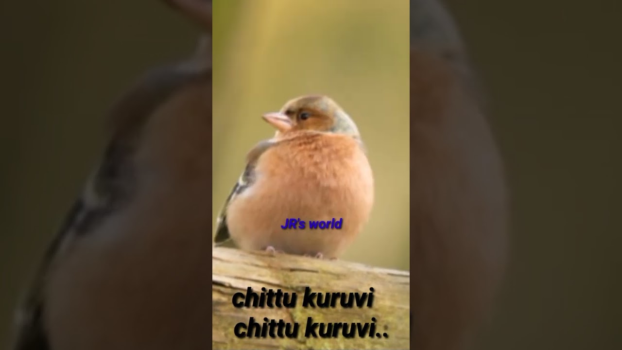 Chittu kuruvi chittu kuruvi, #shorts #whatsappstatus - YouTube