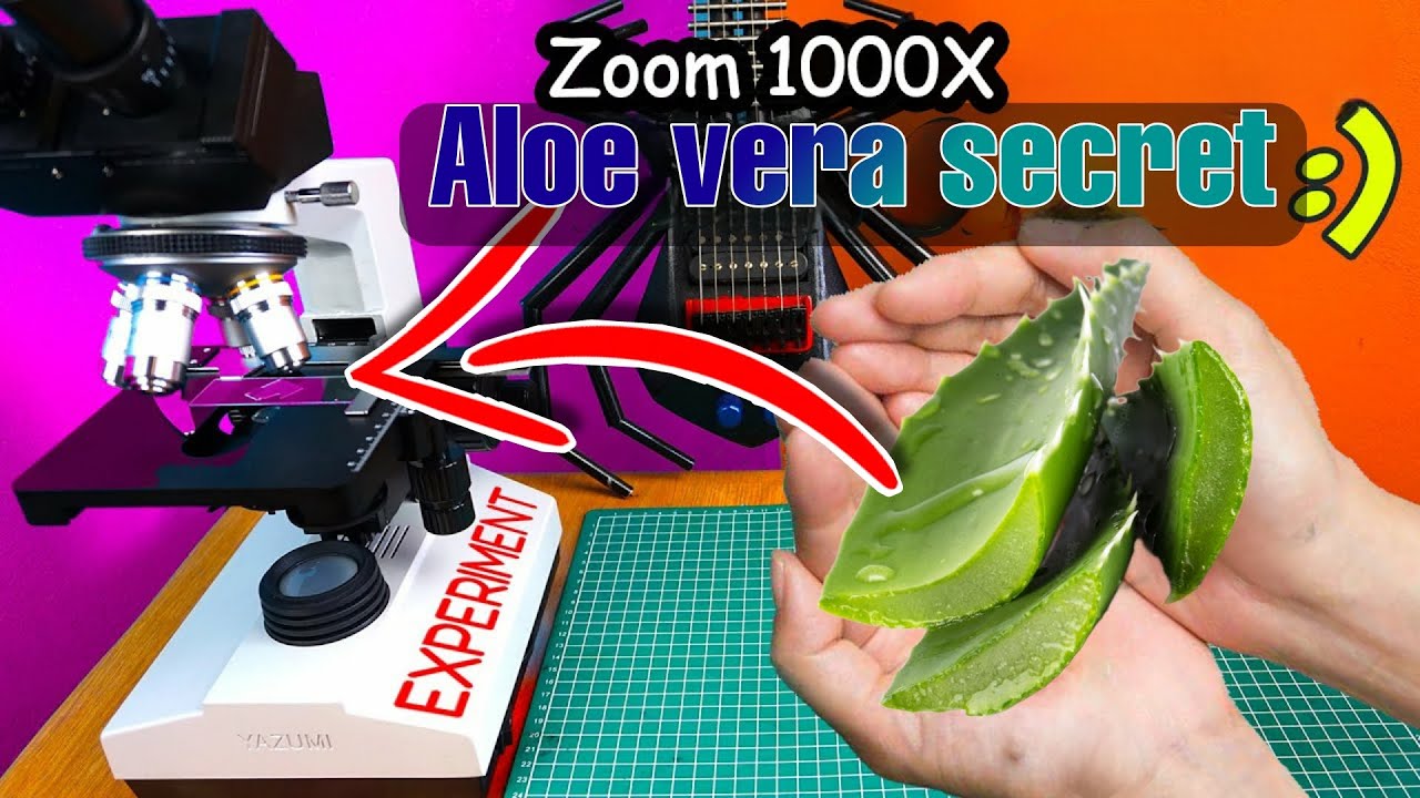 Aloe vera plant under the microscope|#microscope #cells #bactria - YouTube