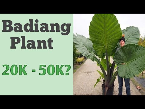 Badiang Plant (Elephant Ear), Worth Php20k - 50k? - YouTube