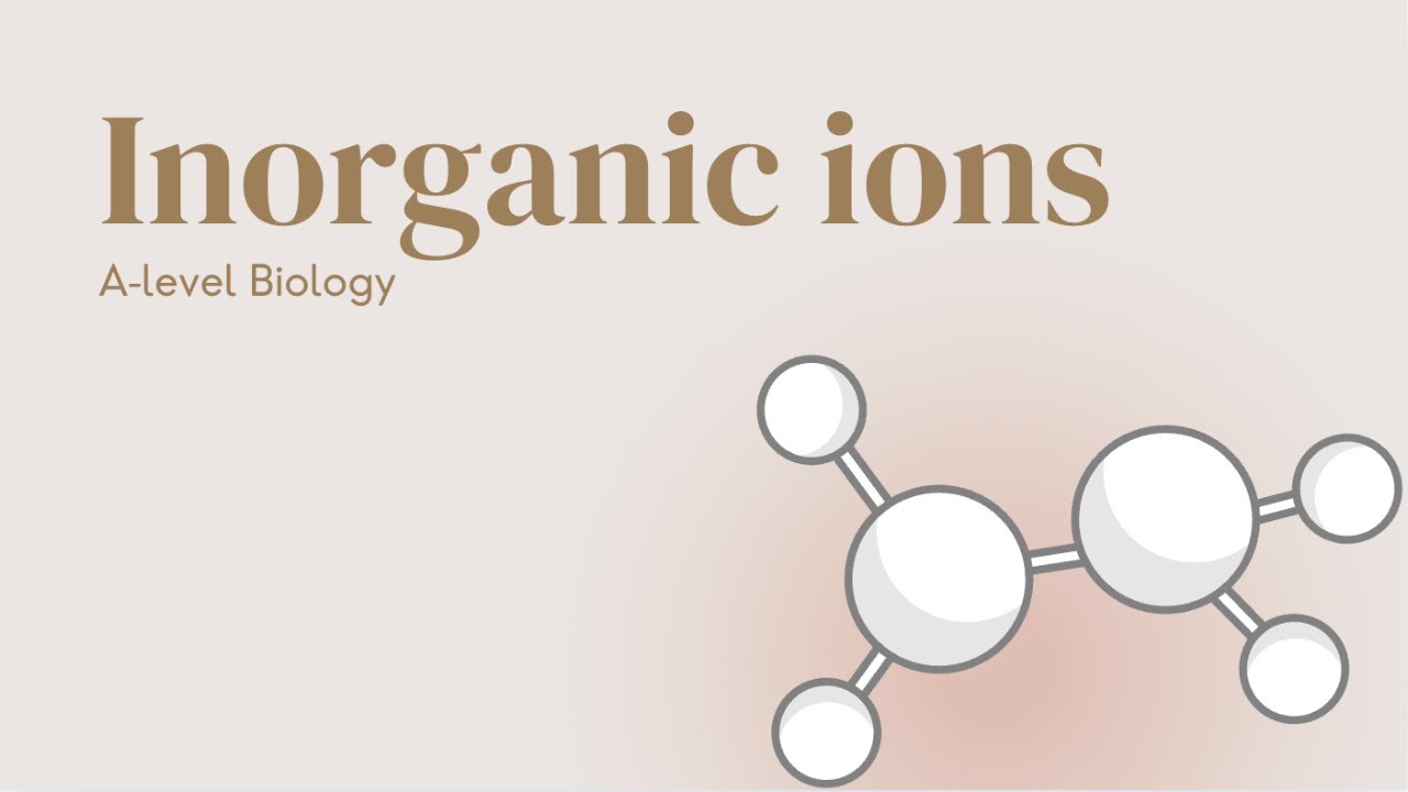 Inorganic Ions 2.2.11 | A-Level Biology OCR A - YouTube