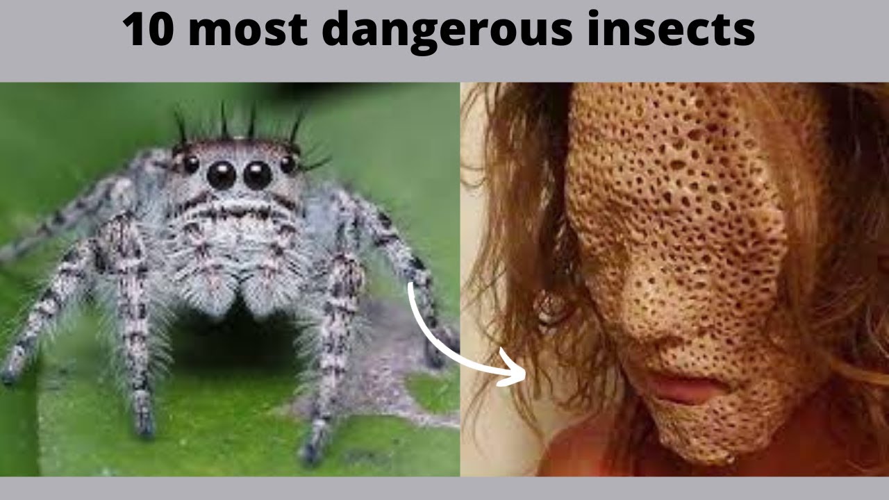 Top 10 MOST Venomous Spiders in the WORLD! | #facts #dangerousfacts ...
