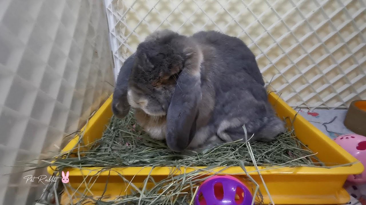 Pet Rabbit World - Big Giant French Lop Bunny Rabbit - YouTube