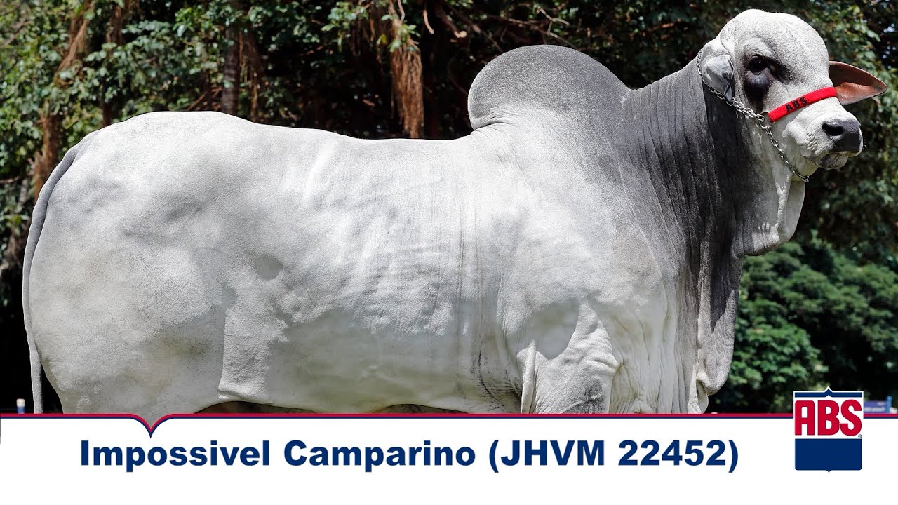 IMPOSSÍVEL CAMPARINO (JHVM 22452) Touro Nelore Mocho ABS - YouTube