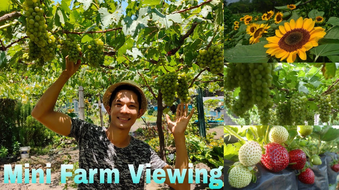Mini Farm Viewing - YouTube