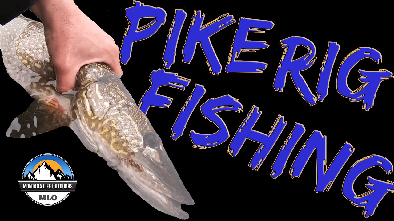 Pike Bait Rig Fishing!! Putting those Pike Bait Rigs to Work!! - YouTube