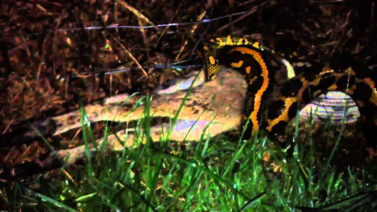 first-hand footage of SNAKE EATING KANGAROO. - YouTube