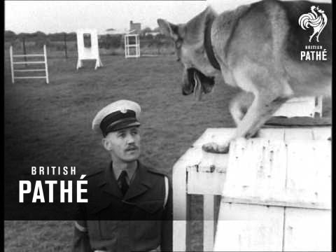 Training RAF Police Dogs (1950) - YouTube