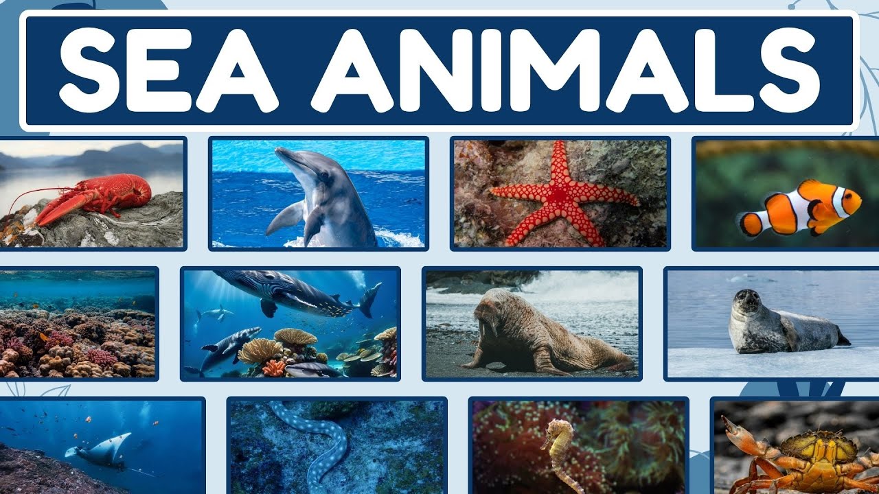 Sea Animals | Learn Sea Animals for Kids | Ocean Animals Name & Picture ...