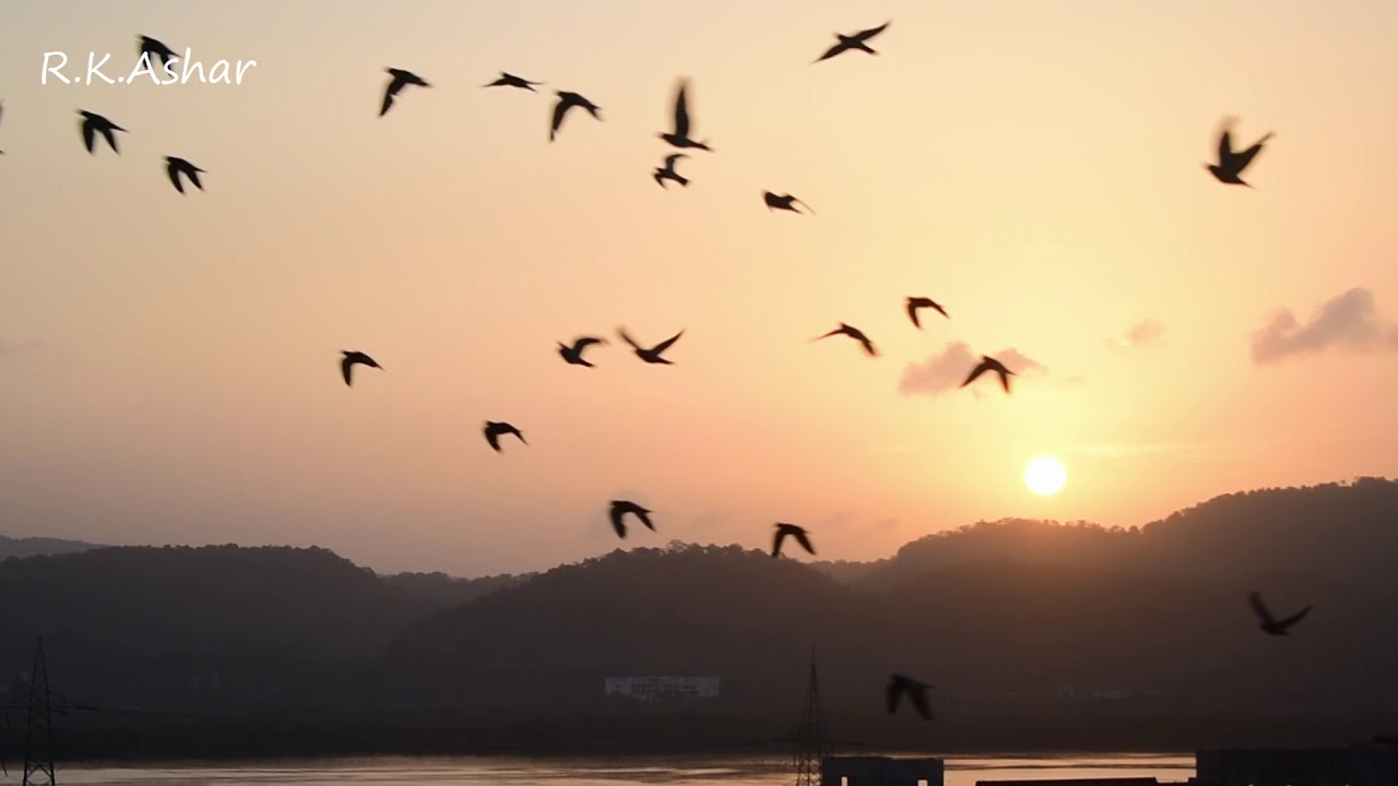 Sunrise and Birds | Timelapse - YouTube
