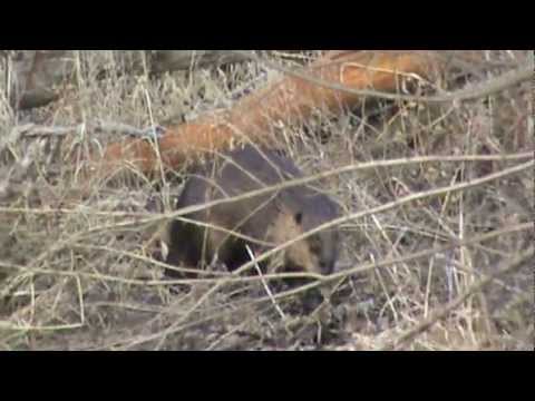 Beaver Hunting 6 - YouTube