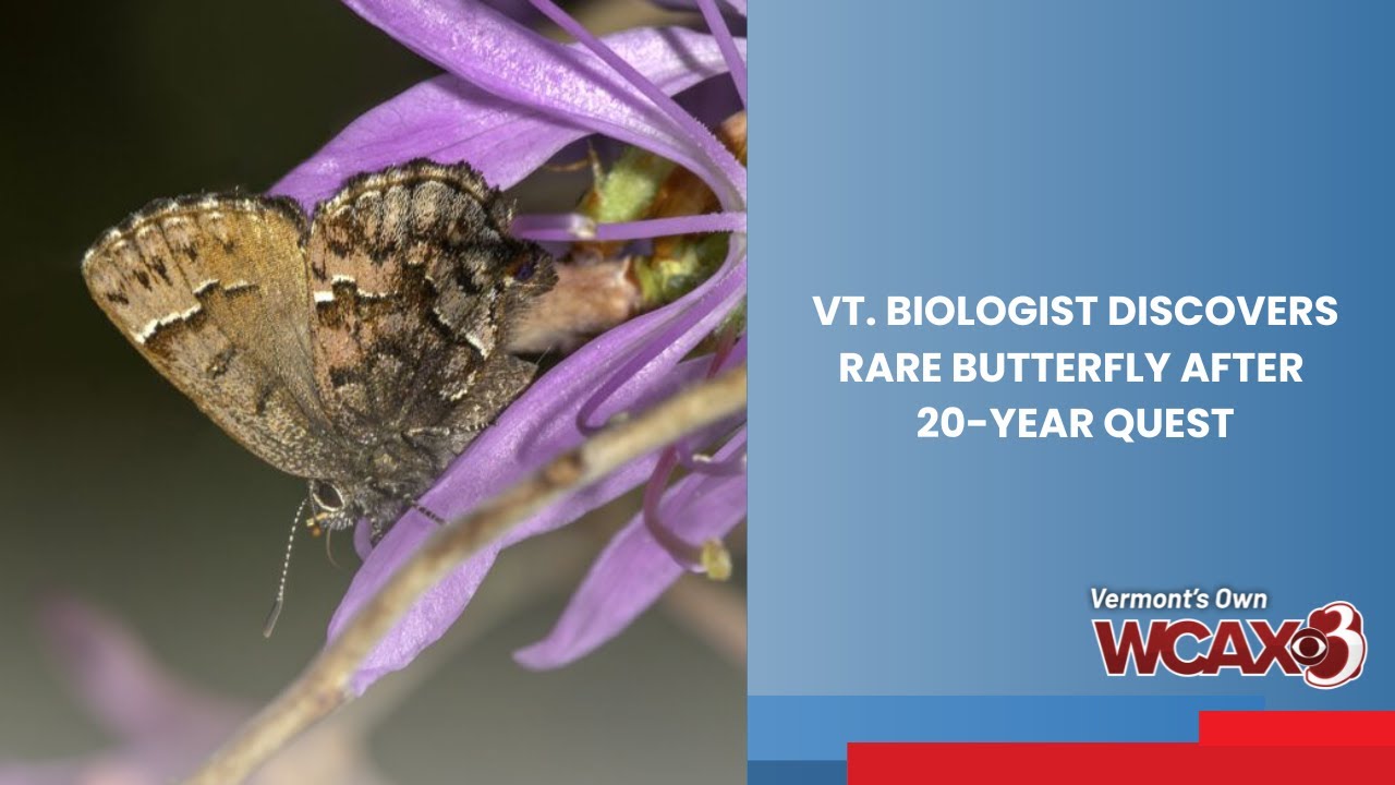 Vt. biologist discovers rare butterfly after 20-year quest - YouTube