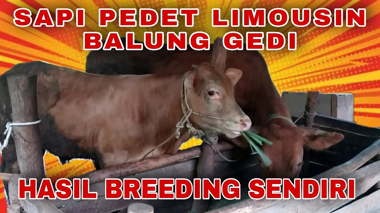 Sapi Pedet Limosin Balung Gedi Hasil Breeding Sendiri di kandang ...