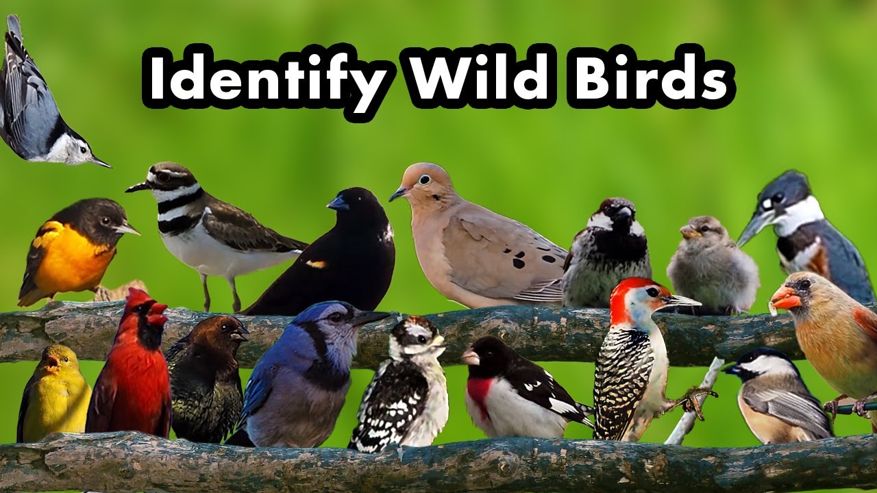 Many Birds Found In Ontario Canada - Identify Backyard Birds - Canadian ...