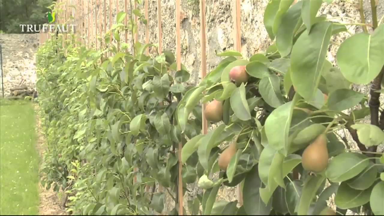 Le fruitier palissé ou fruitier colonnaire - Truffaut - YouTube