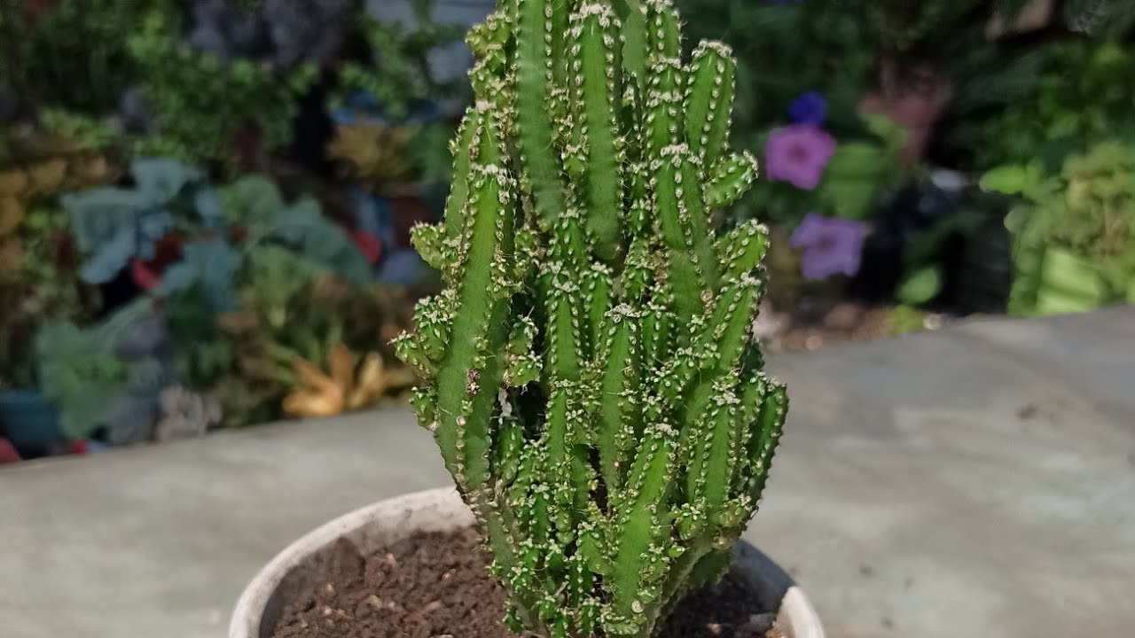 CÓMO CUIDAR CACTUS CASTILLO DE HADAS.eloasisisdesonia - YouTube