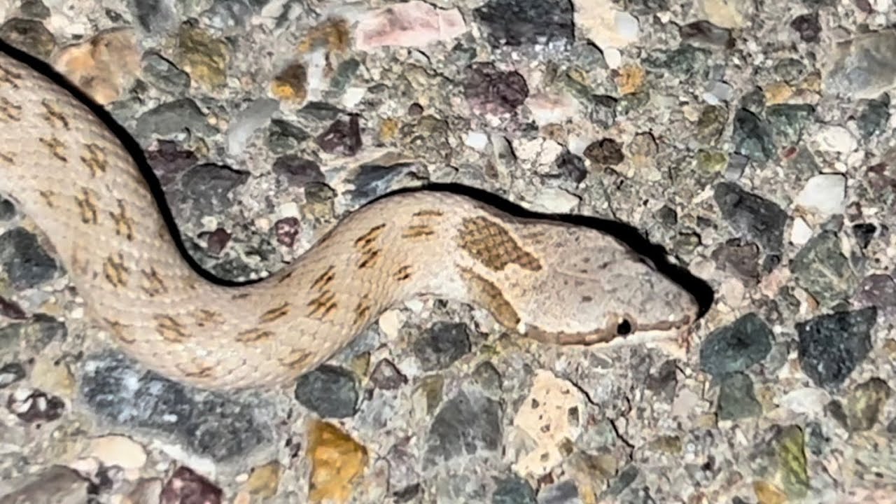 The Night Snake and Sidewinder join the Spotted Leaf Nose Snake ...