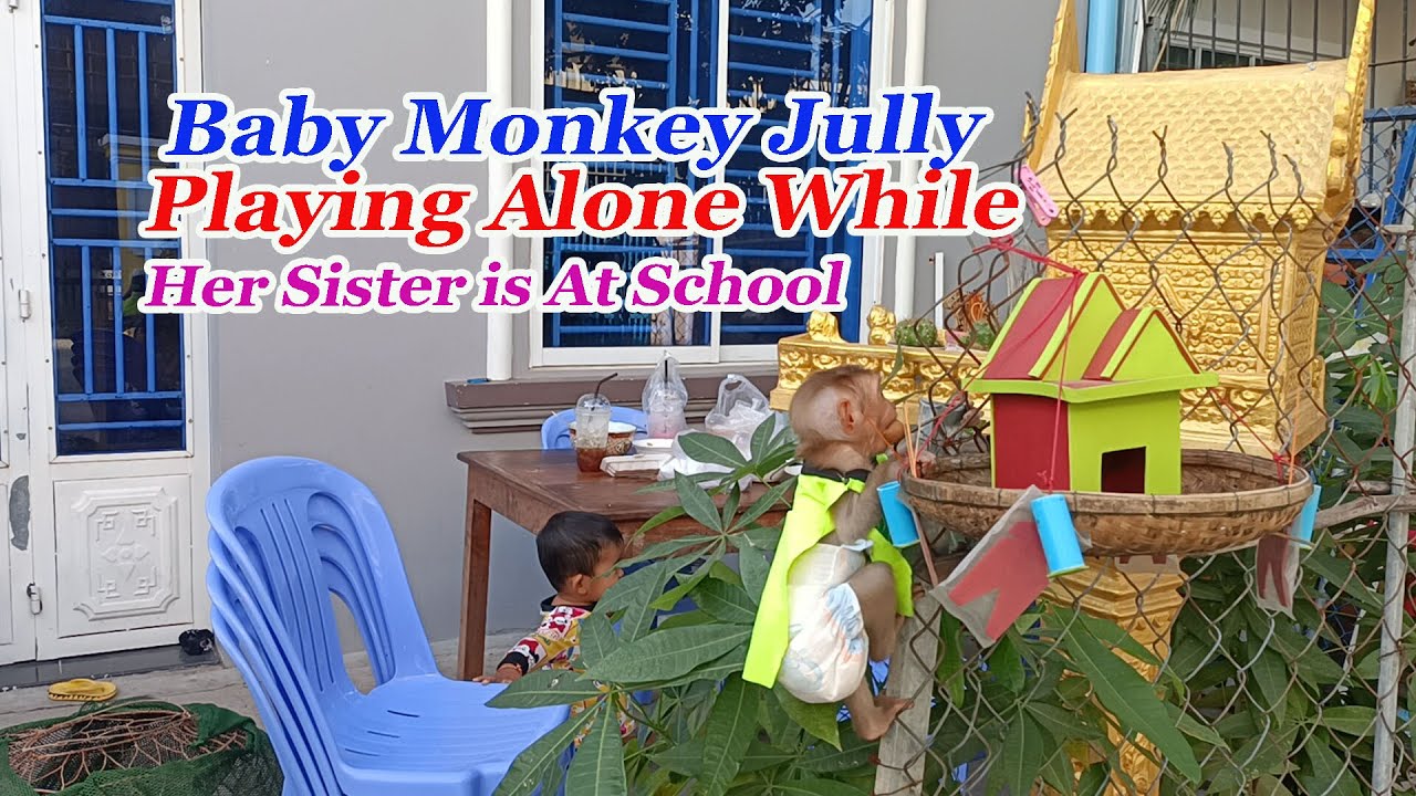 Baby Monkey Jully is Playing alone While her Sister is At School - YouTube