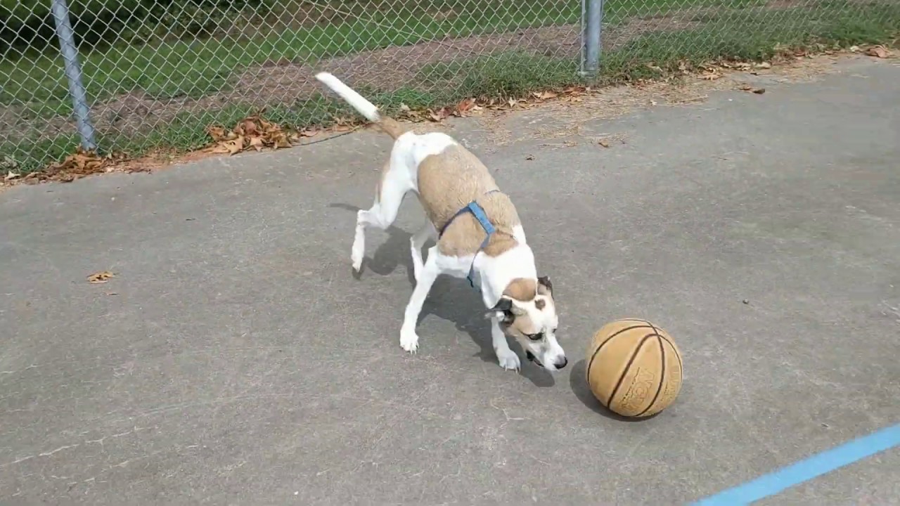 Behavioral Enrichment - YouTube