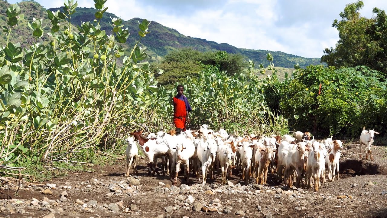 Los masáis y su curiosa vida #mundotv - YouTube