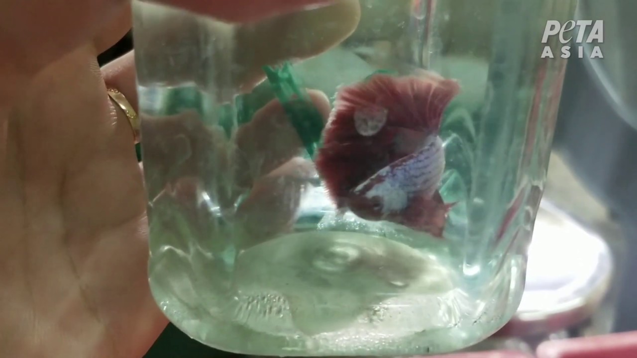 Thousands of Betta Fish Confined to Filthy Bottles - YouTube
