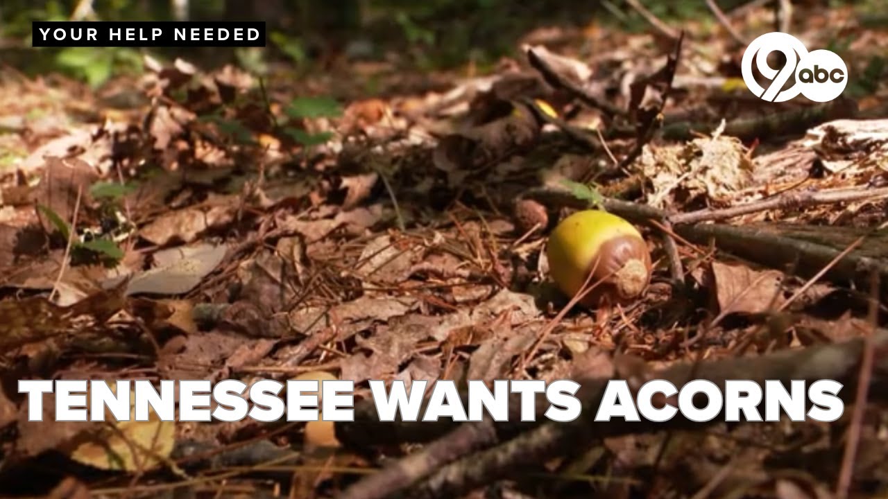 Tennessee calls on residents to collect acorns for white oak ...